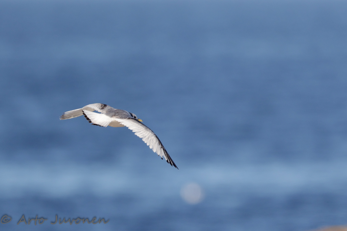 Lintukuvaviikko 21/2021