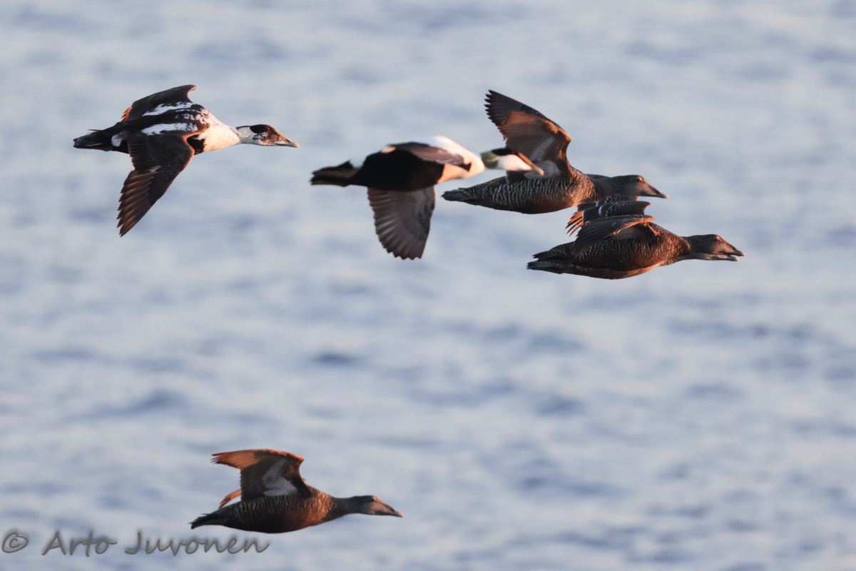 Lintukuvaviikko 21/2021